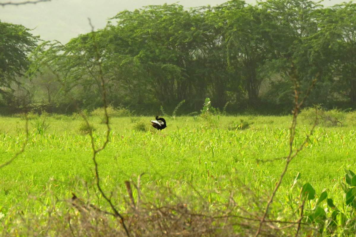 Jumping Jack: The Lesser Florican – Earthly Notes