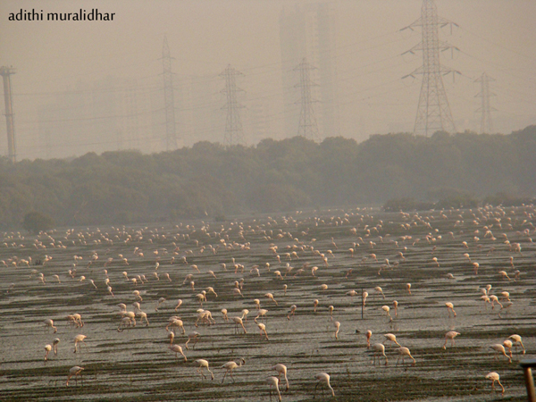 Green Hangouts in Mumbai: Sewri Jetty – Earthly Notes