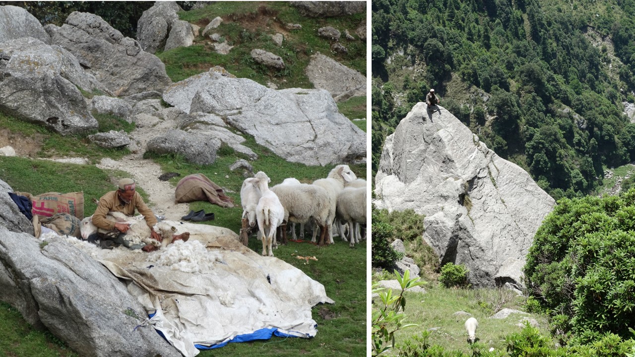 Tales of Pahadi dogs – Earthly Notes