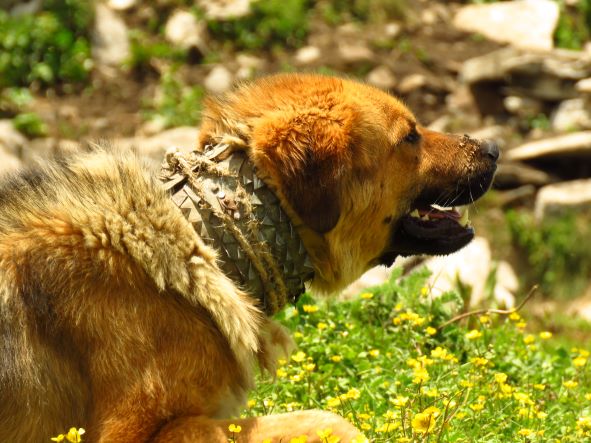 Tales of Pahadi dogs – Earthly Notes