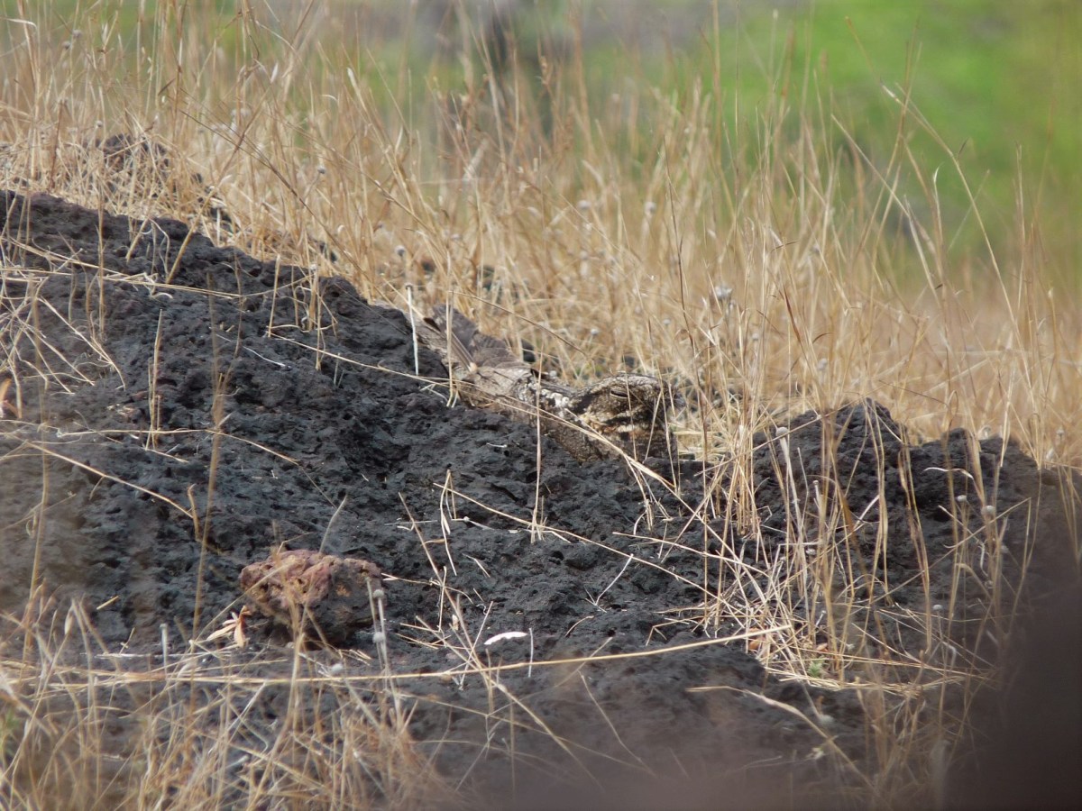 Cryptic Confrontation – Earthly Notes