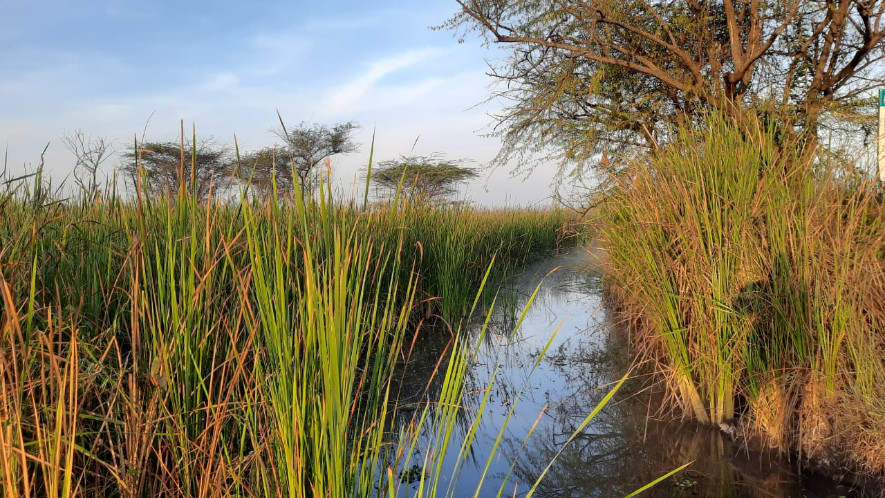 Watery Wetlands: Part 2 – Earthly Notes