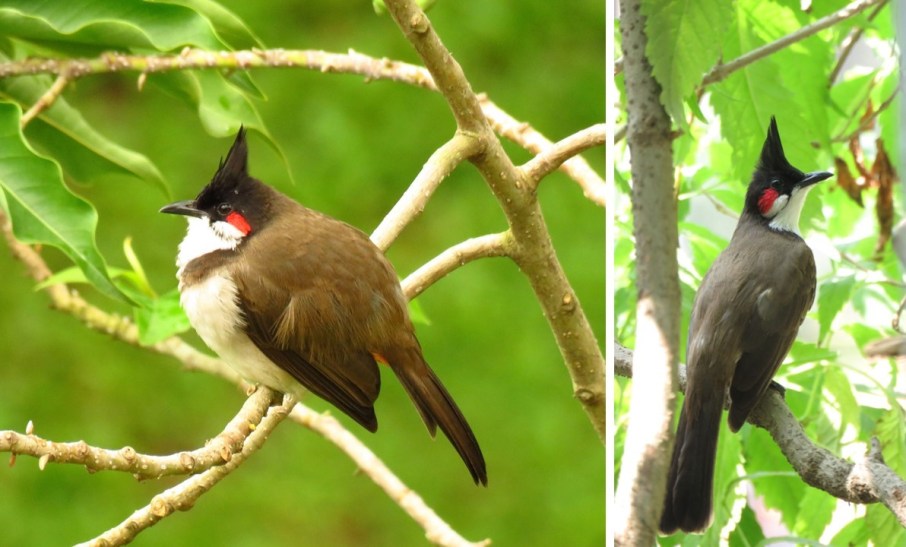 Bulbul Variations: Embracing the Unconventional – Earthly Notes